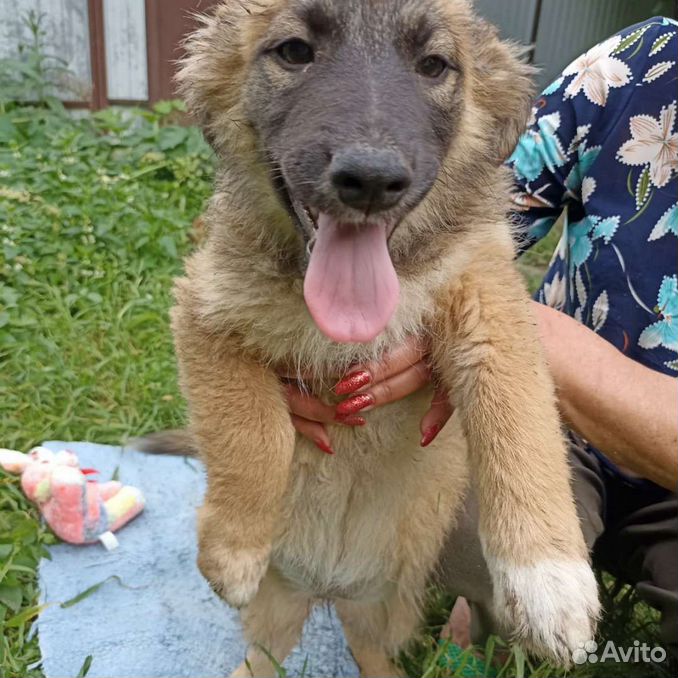 Ирма ищет дом