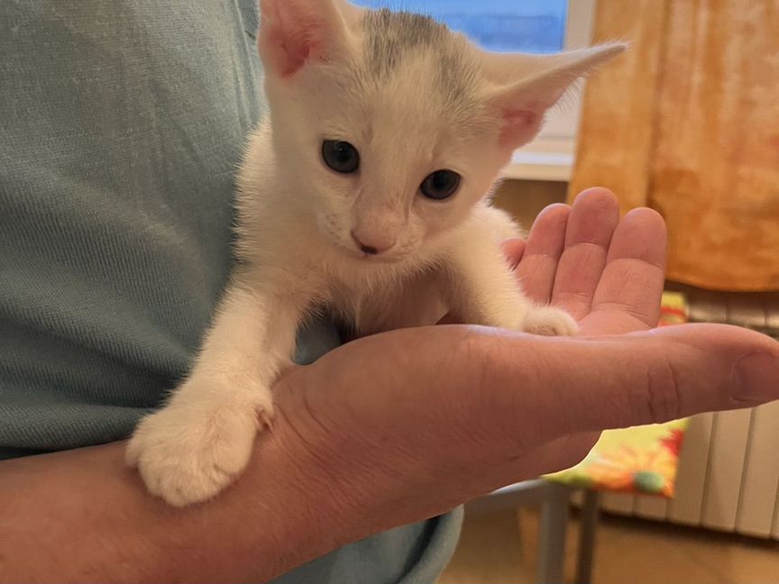 Ушастые котята