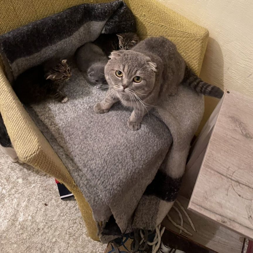 Отдам бесплатно котят от бритаца