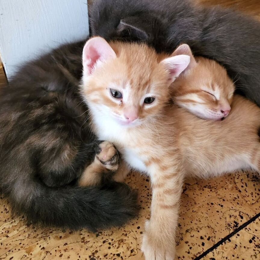 Кошечка в добрые руки