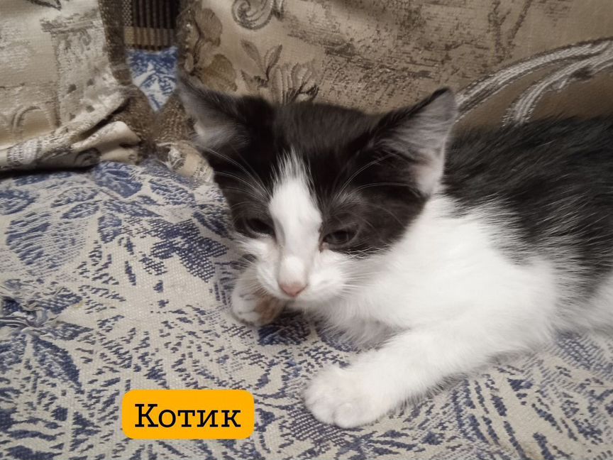 Котята в добрые руки бесплатно, у Светланы 24 кош