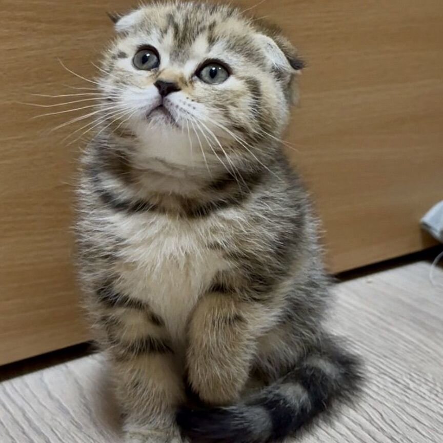 Шотландские котята