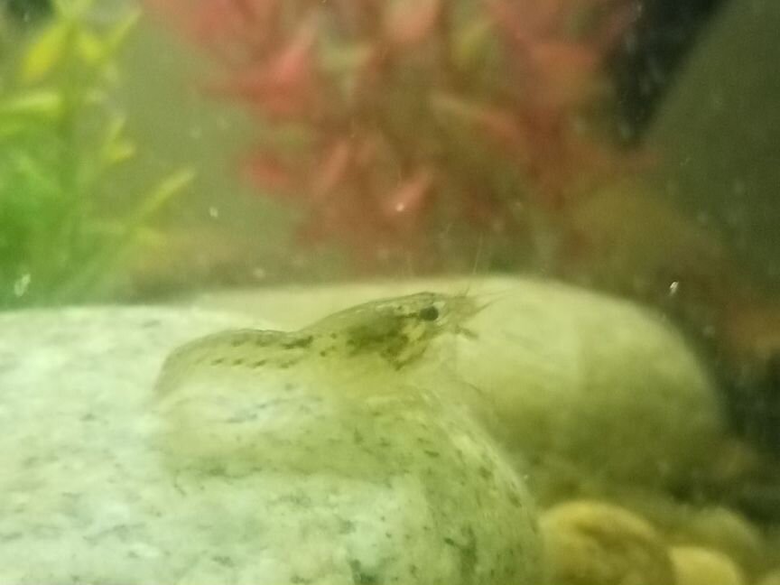 Австралийский карликовый рак