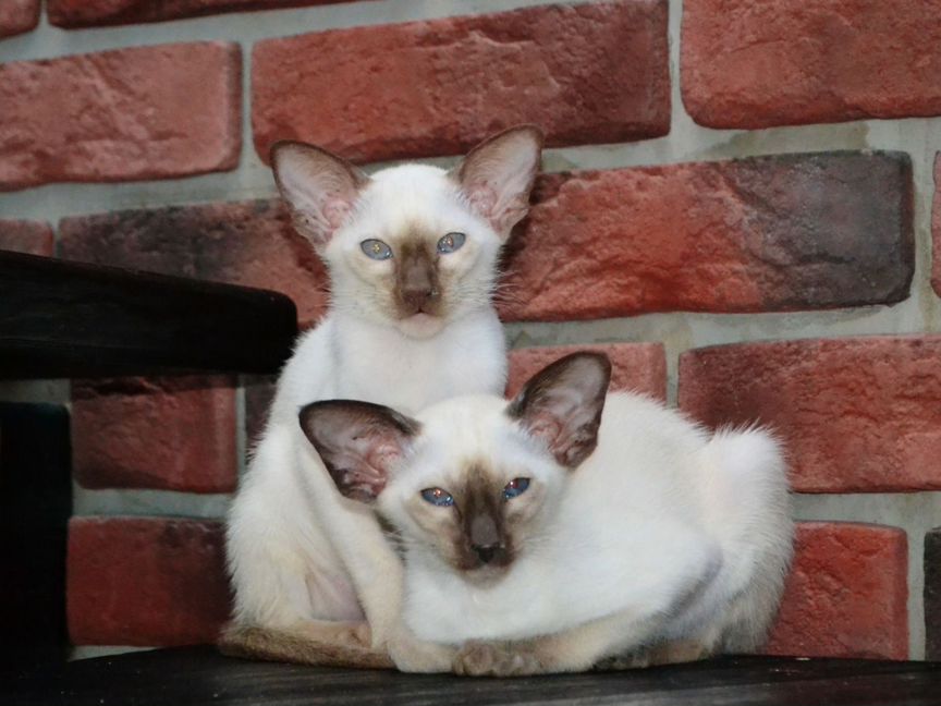 Ориентальные котята сиа