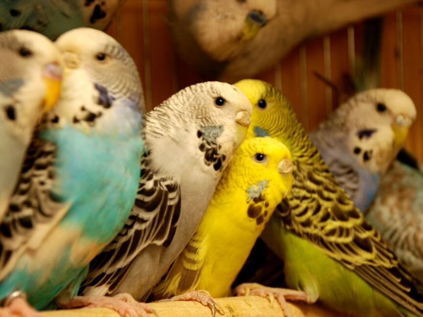 Попугайчики