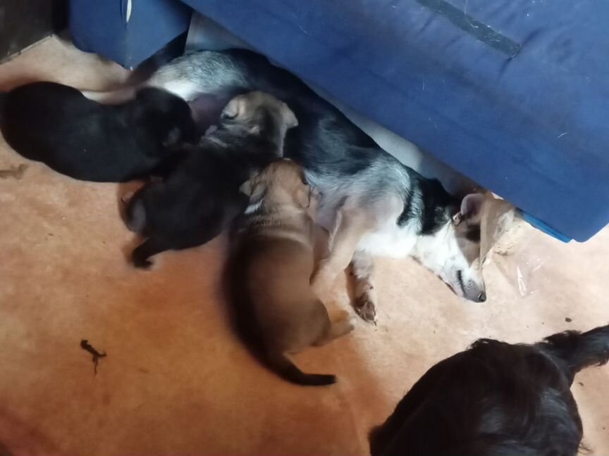 Продам щенят