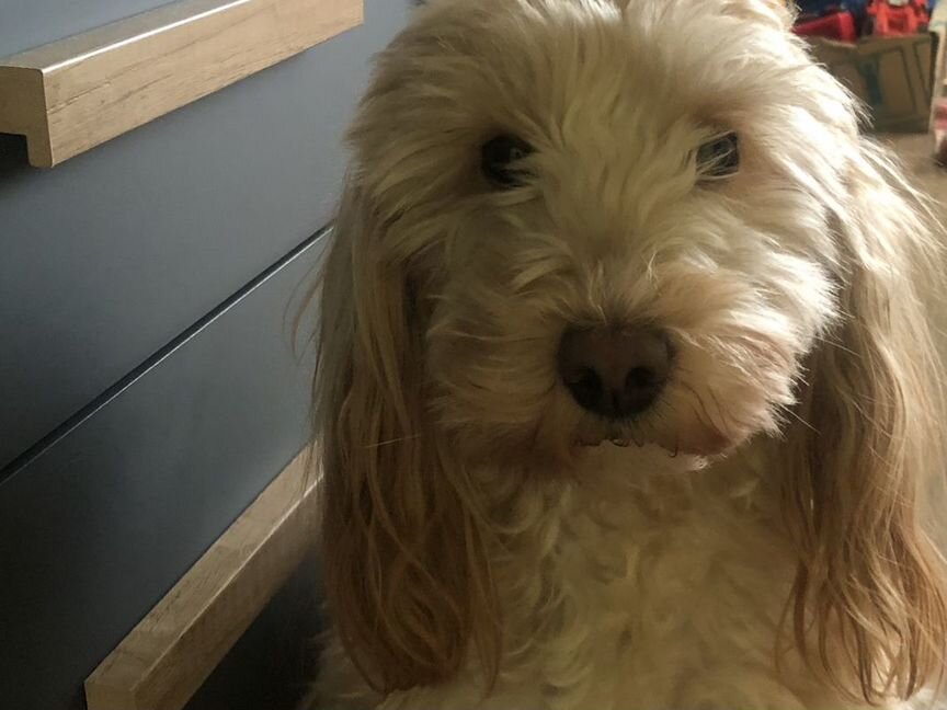 Продам мальтипу собачку