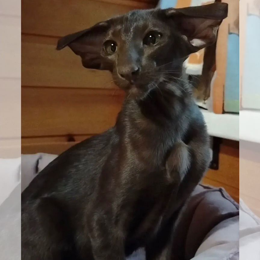 Ориентальный котёнок