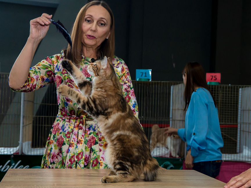 Кошечка курильский бобтейл