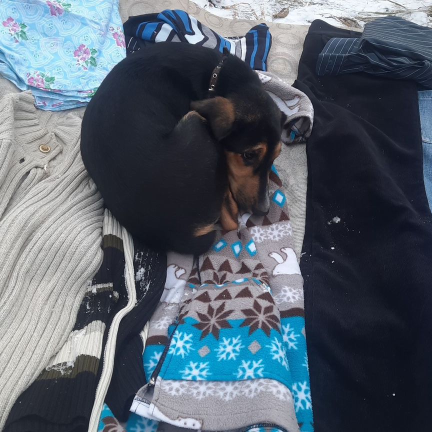 Щенок потеряшка