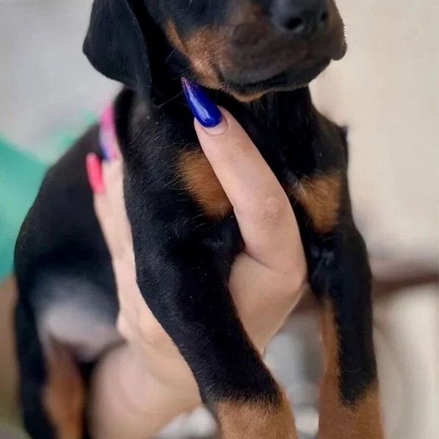 Щенок Доберман