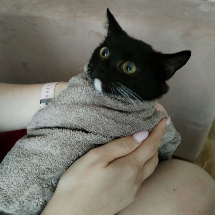Котенок