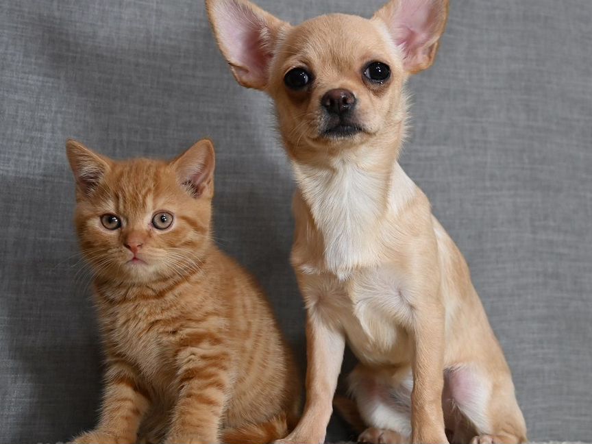 Рыжие щенки чихуахуа, девочка с документами