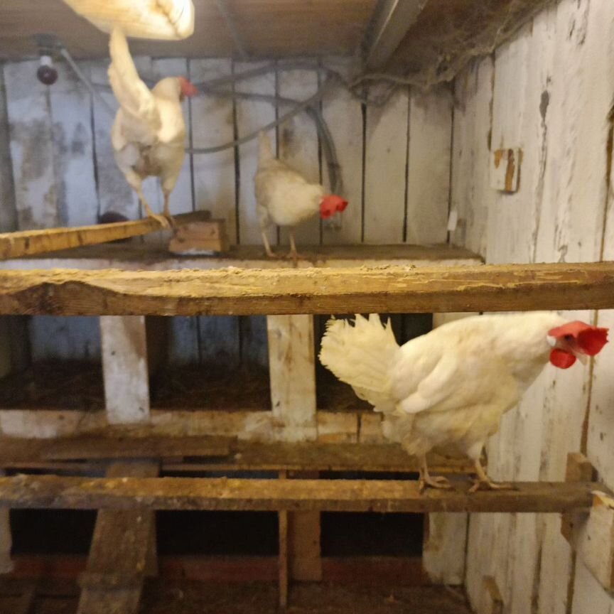 Куры несушки