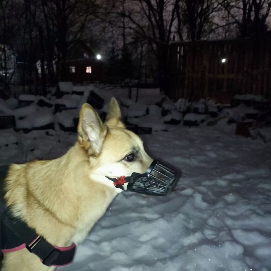 Малинуа телохранитель