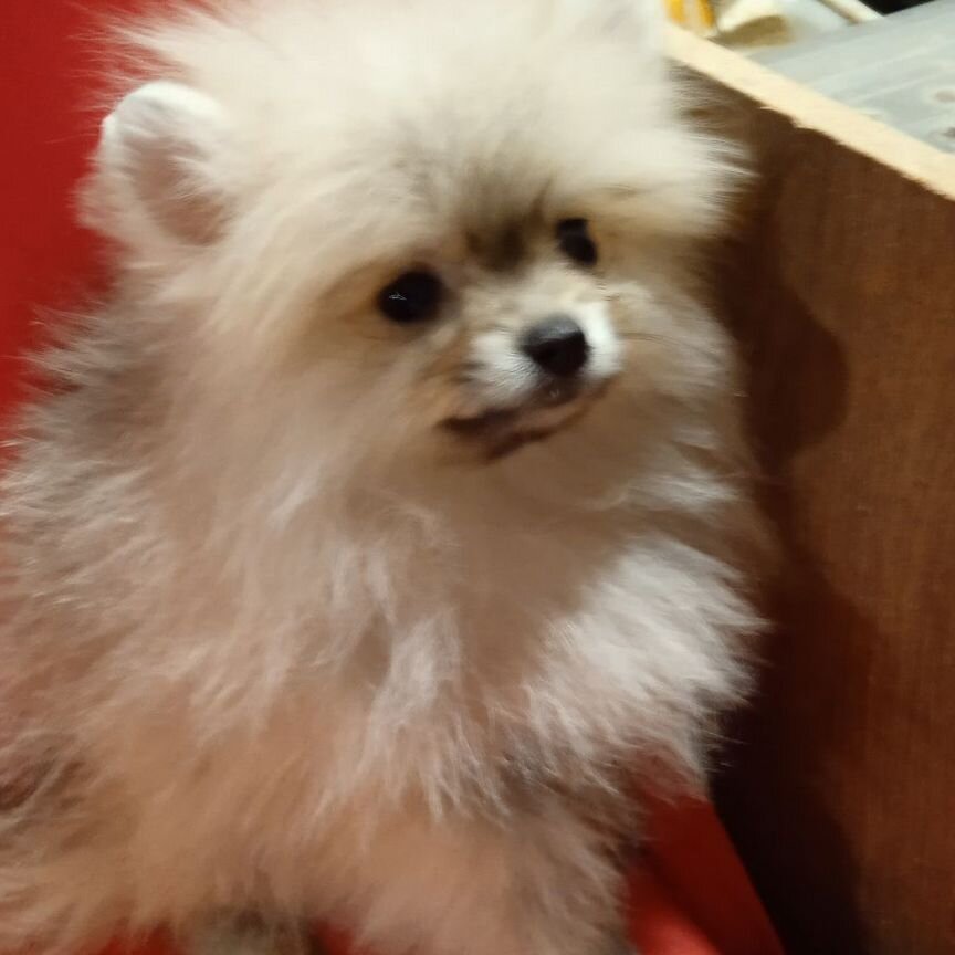 Щенки шпица