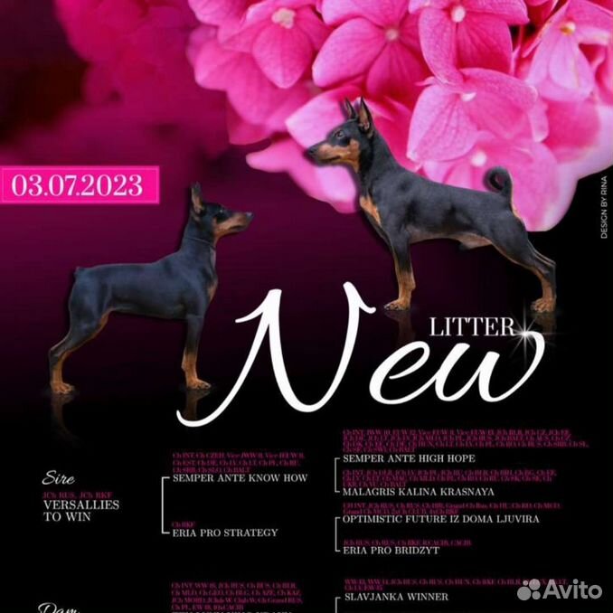 Элитные щенки миниатюрного пинчера