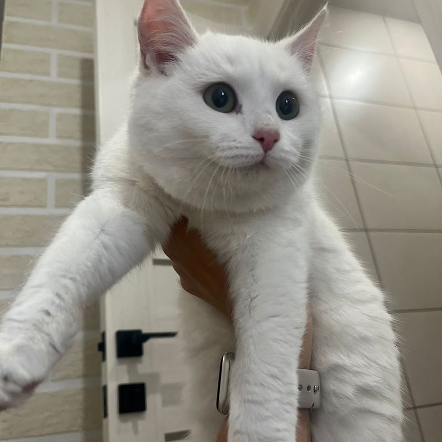 Кошки в добрые руки