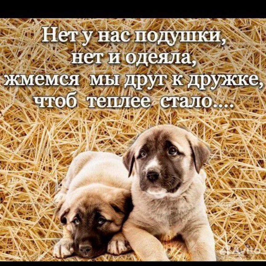 Солома в мешках Новосибирск