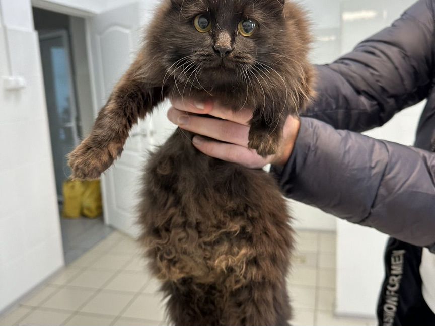 Отдам в добрые руки чудесную кошку