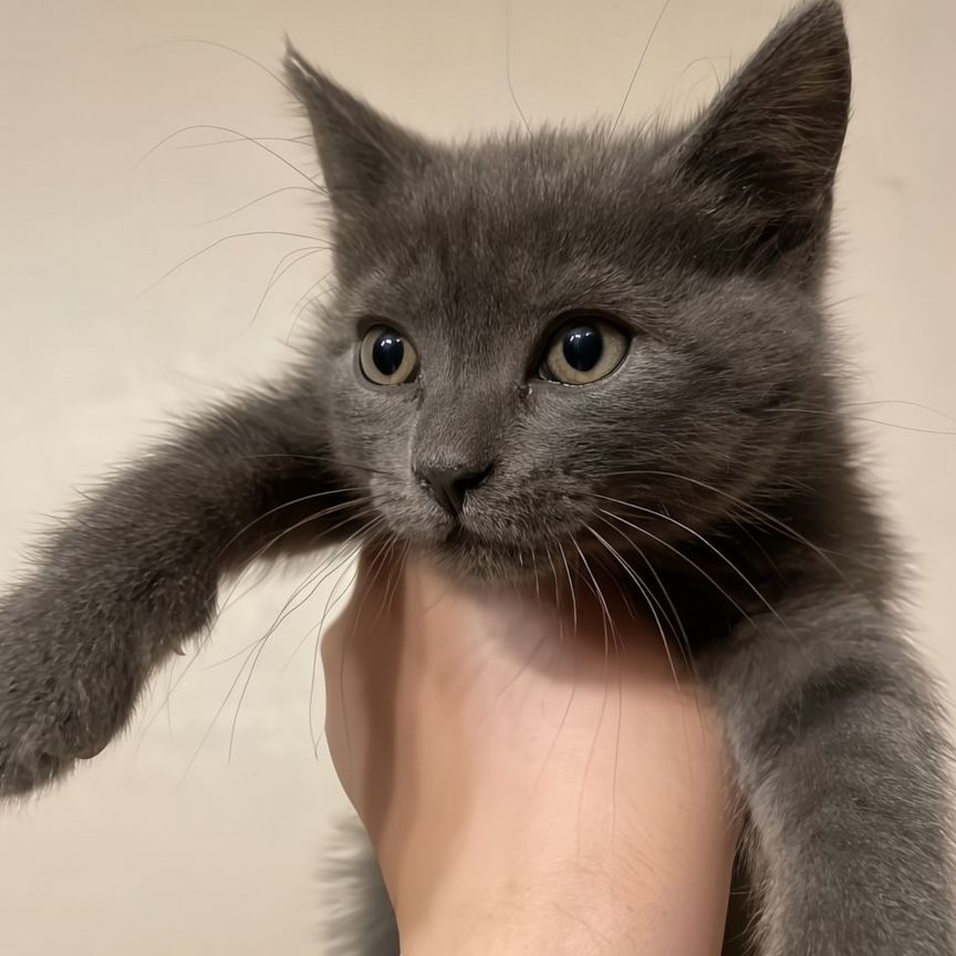 Котёнок, мальчик