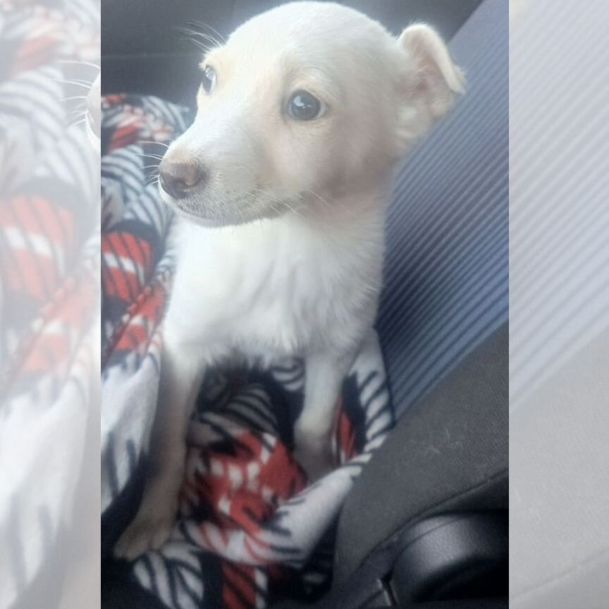 Щенок в добрые руки