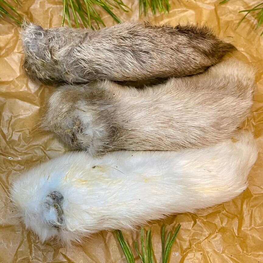 Вкусняшки для вашего питомца