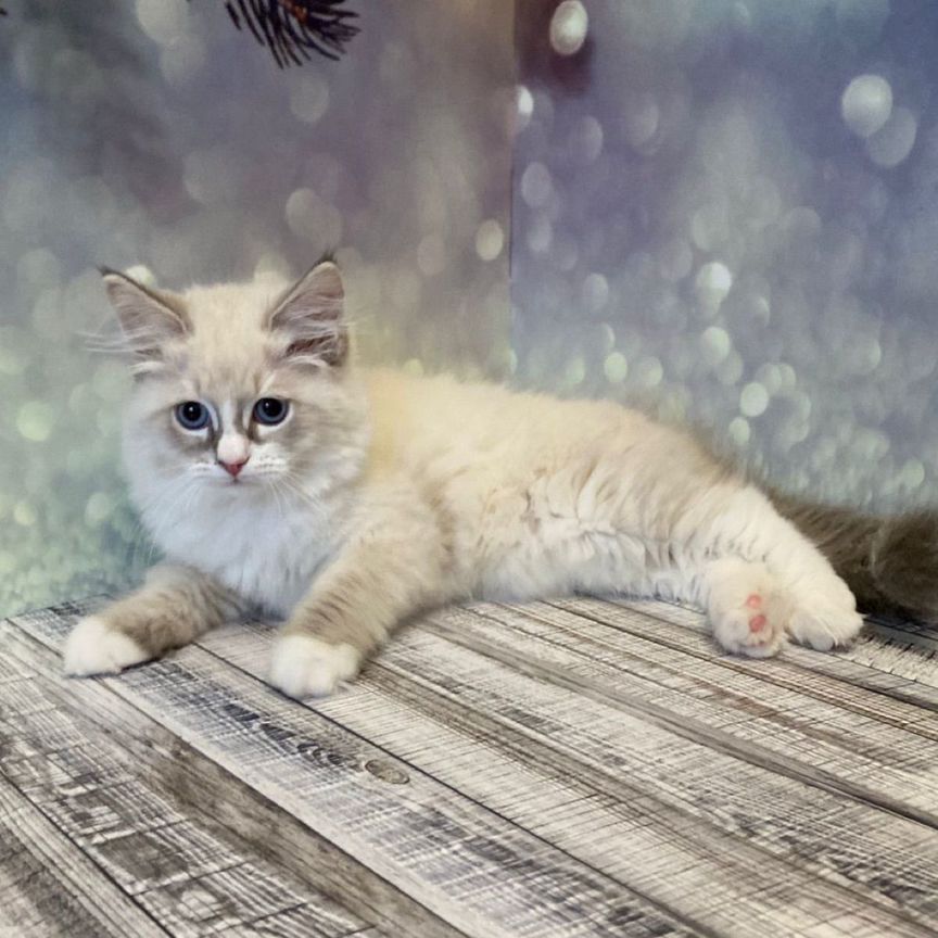 Невский маскарадный котик