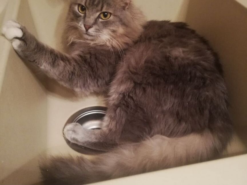 Кот