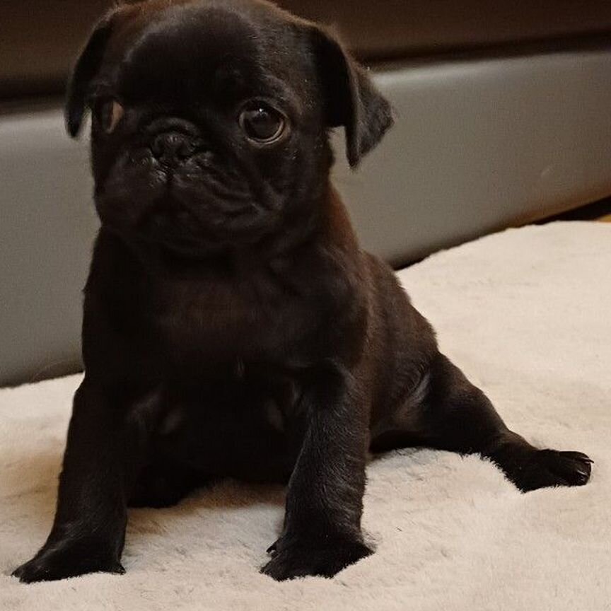 Мопс, щенок