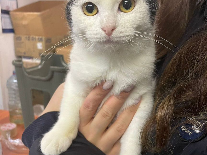 Бусинка (котенок)