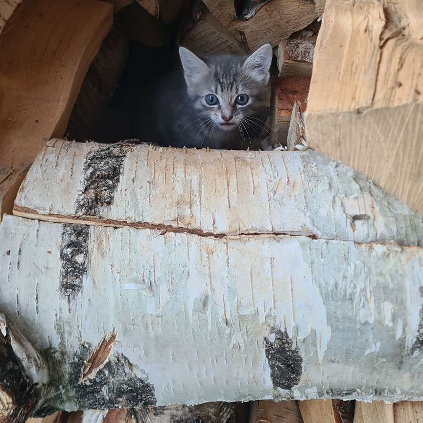 Котёнок от частного владельца