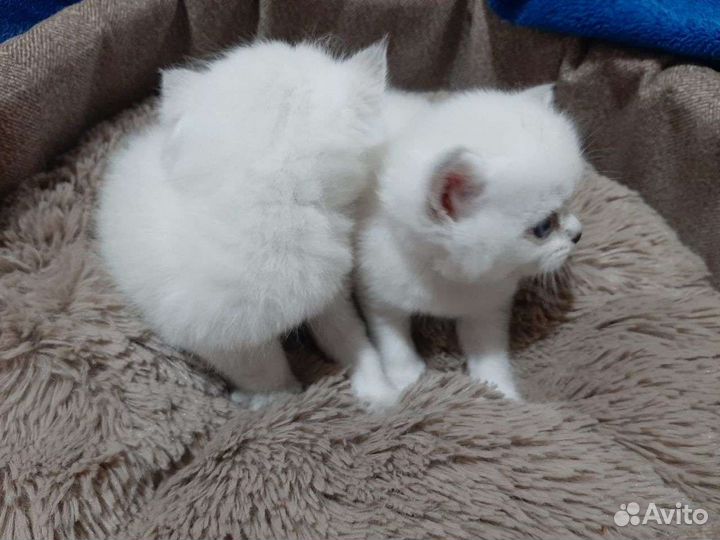 Шотландские плюшевые котята (мальчики) д/р - 1 мая