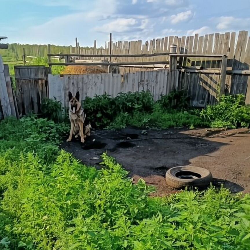 Немецкая овчарка, щенок