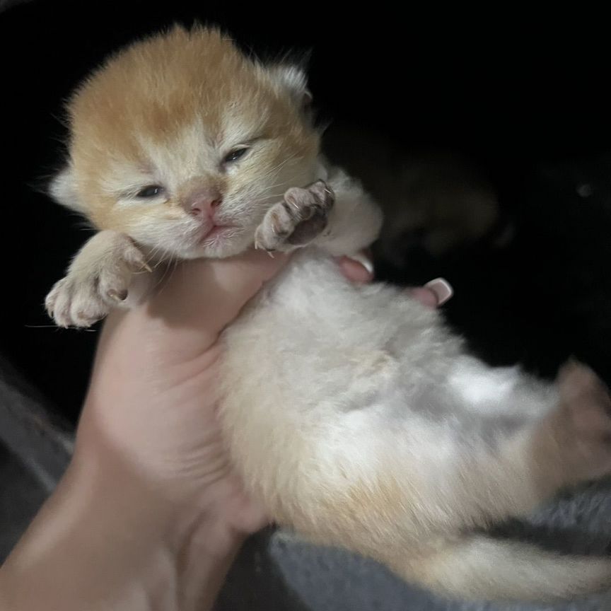 Котята золотая шиншилла