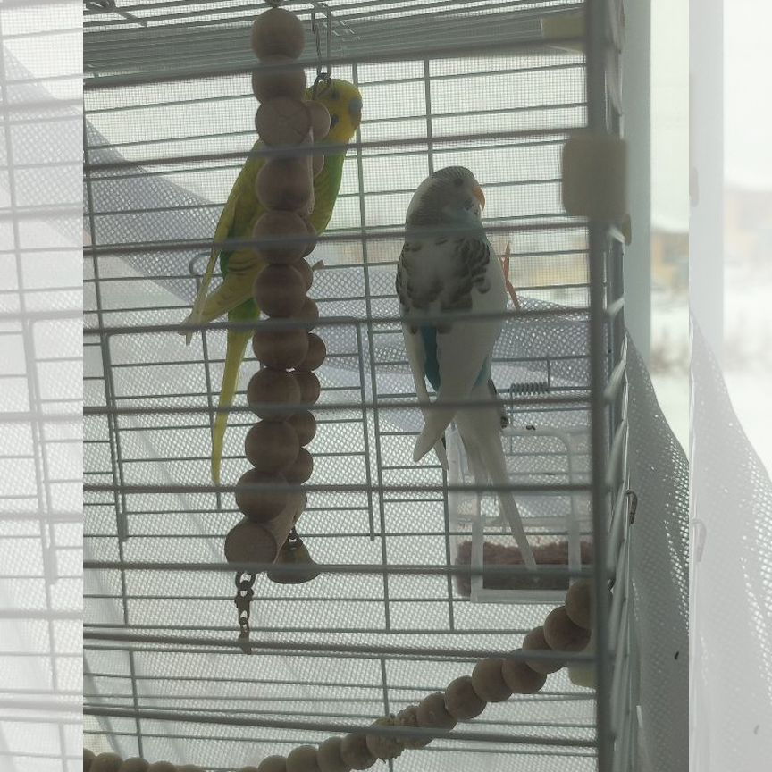 Волнистый попугай пара  клетки