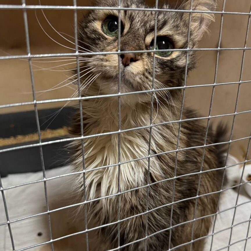 Кошка ждет семью