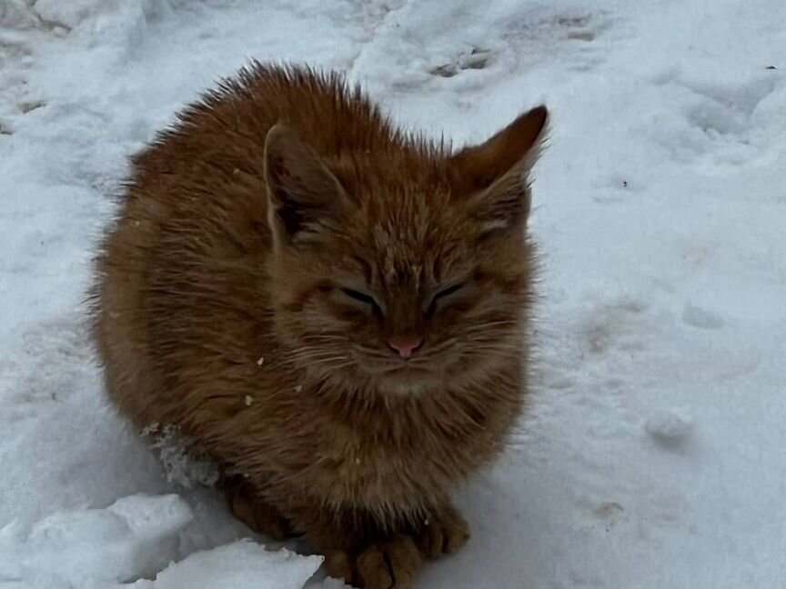 Котята замерзают на стройке