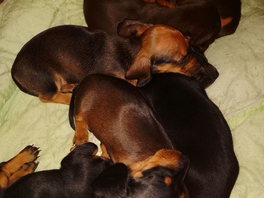 Щенки таксы