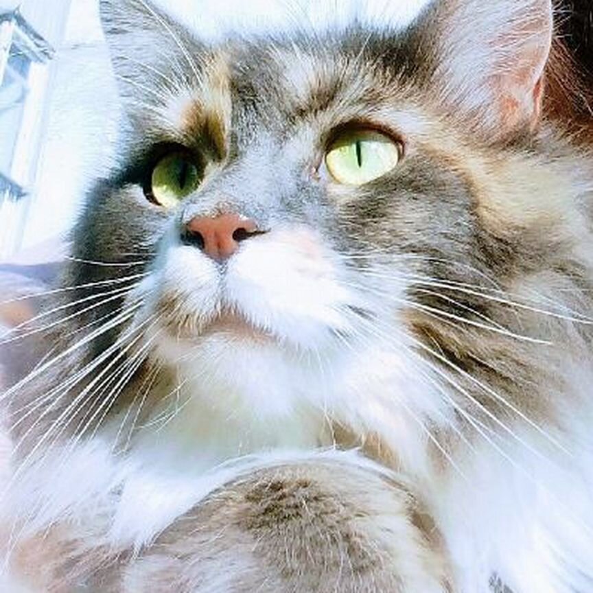 Мейн-Кун,девочка, бесплатно,г.Гатчина,6 лет