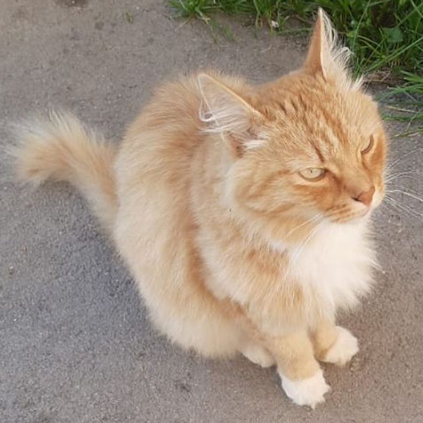 Котик