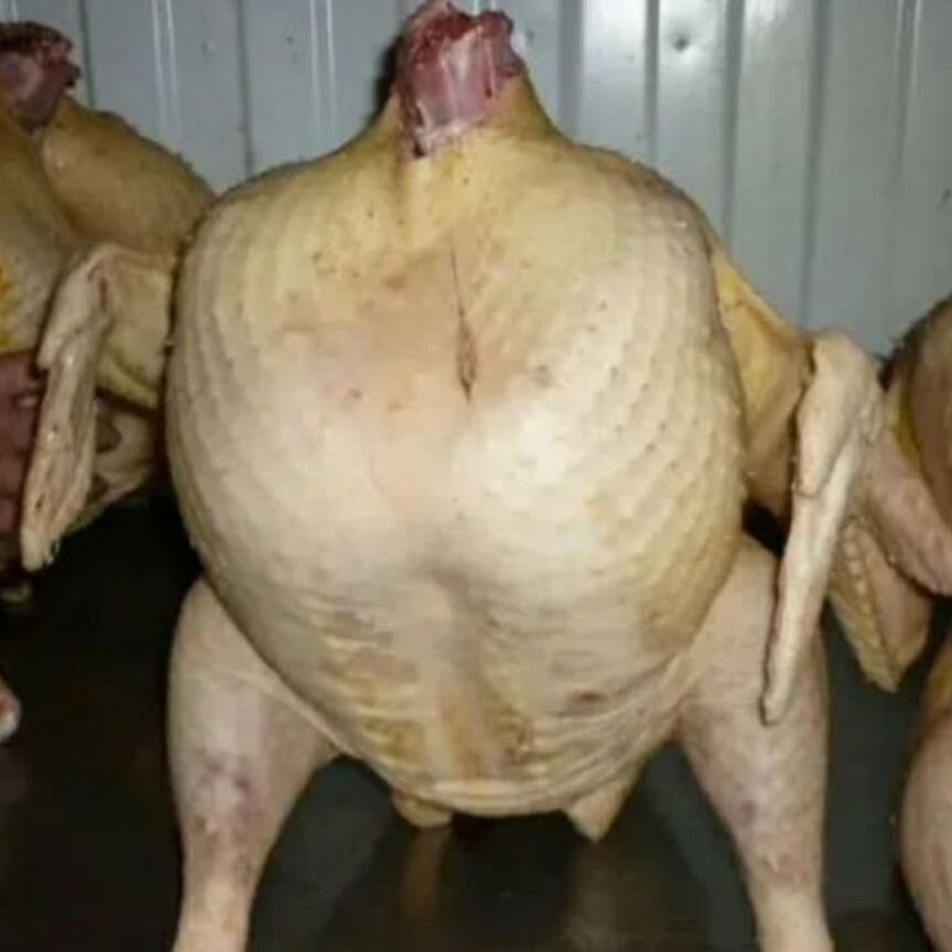 Продам мясо индейки мясо утки продажа тушками