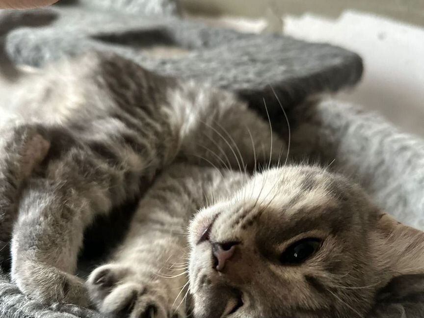 Сладкая пироженка Герда