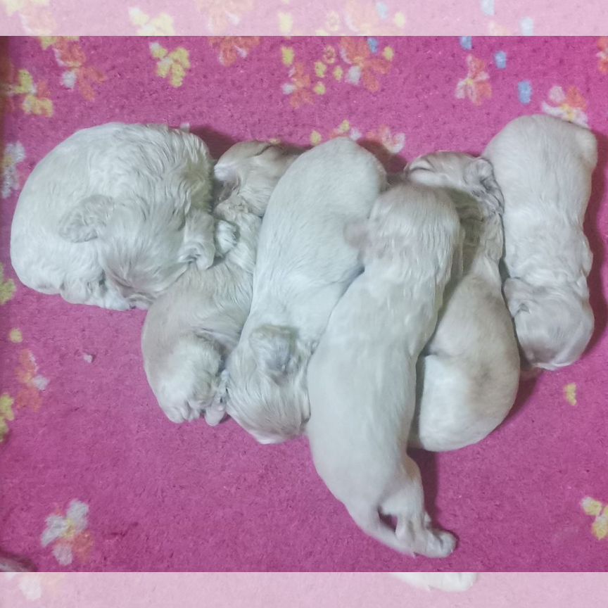 Кокер спаниель, щенок