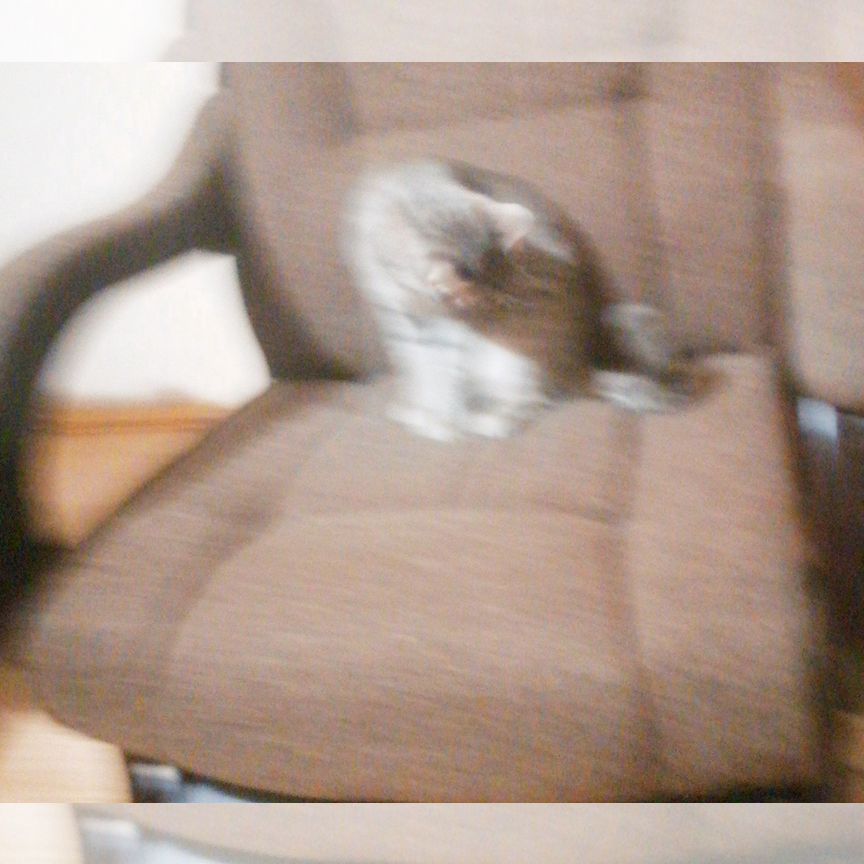 Кошка