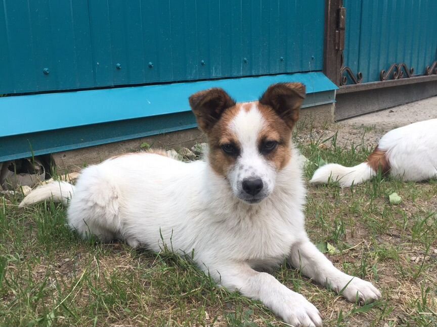 Собака пропала