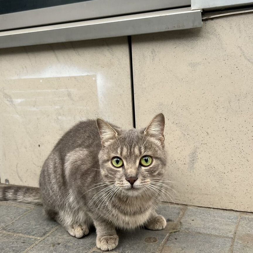 Кошечка в добрые руки