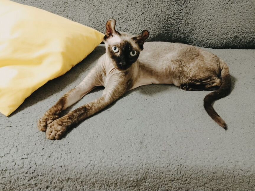 Красавица кошечка