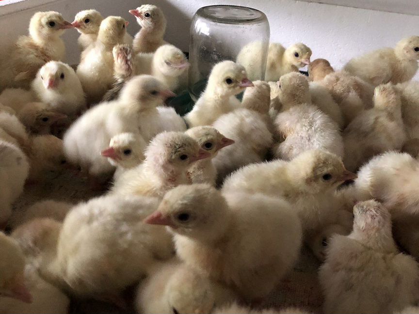 Яйца и индюшата степные под заказ