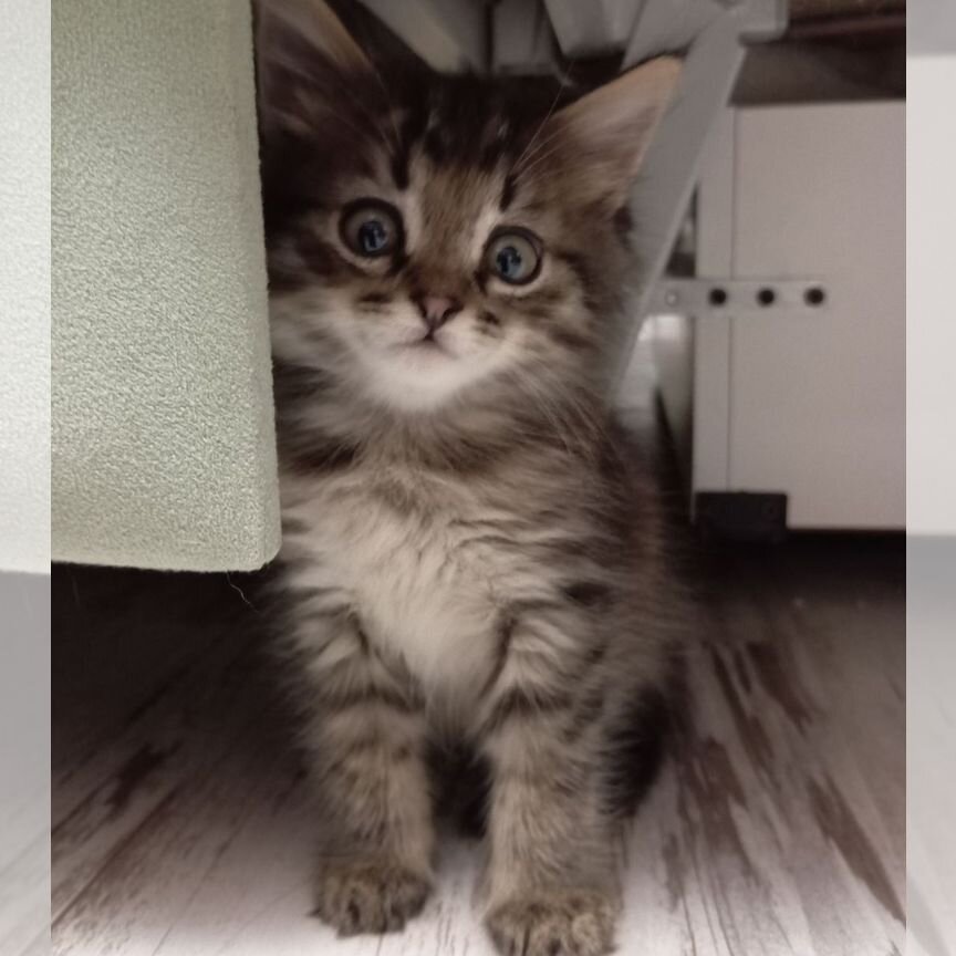 Котята брат и сестричка